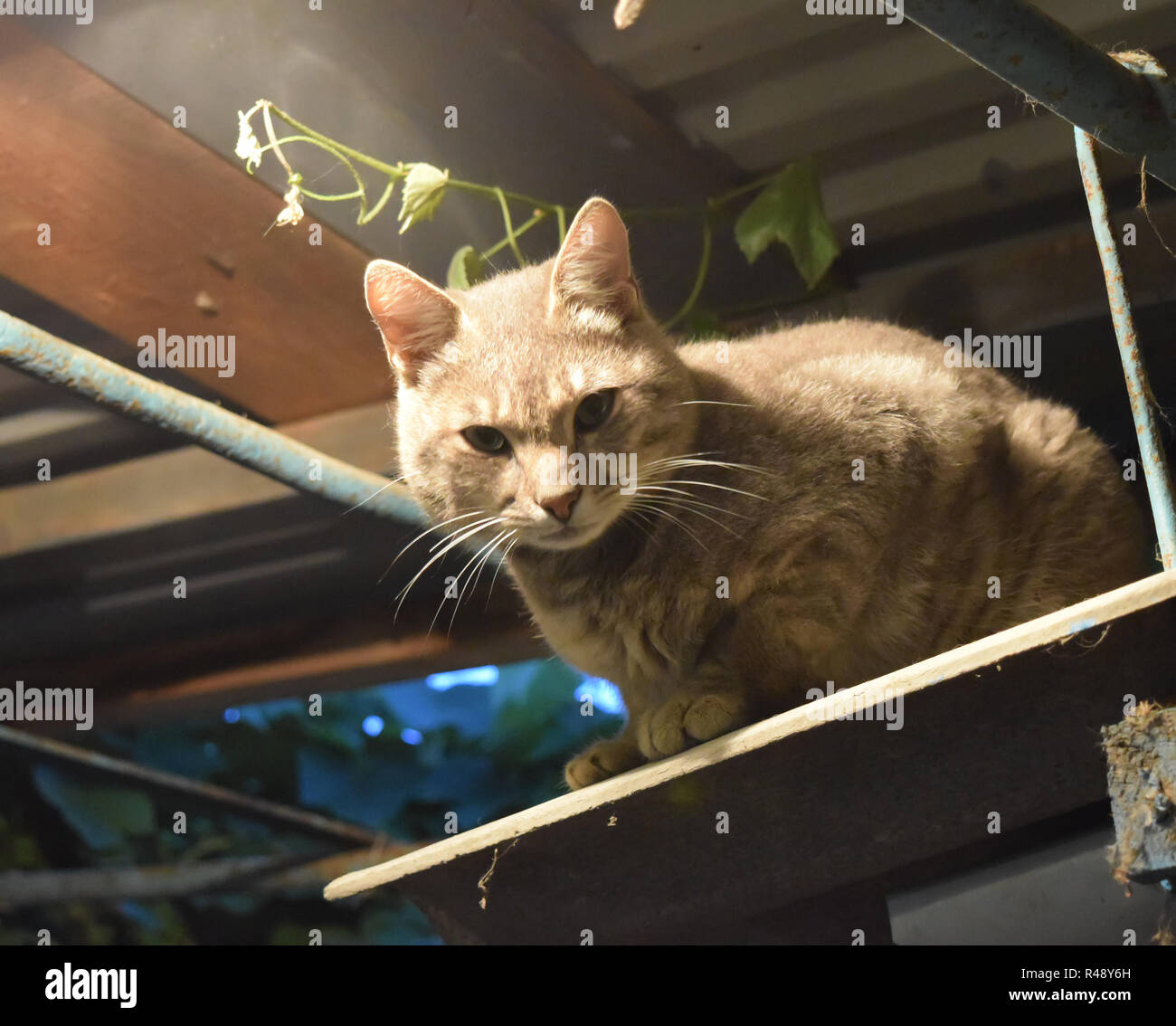Smoky the cat in light of an incandescent lamp Stock Photo - Alamy