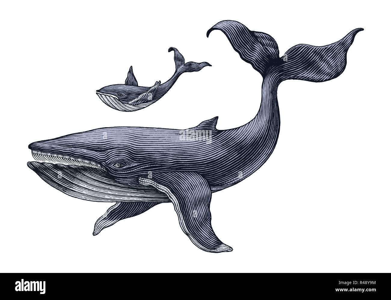 Big whale and little whale hand drawing vintage engraving illustration ...