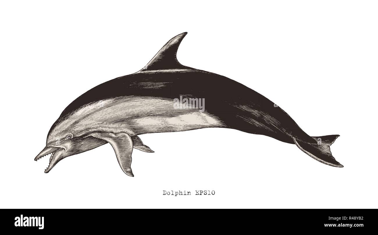 Dolphin hand drawing vintage engraving illustration clipart Stock ...