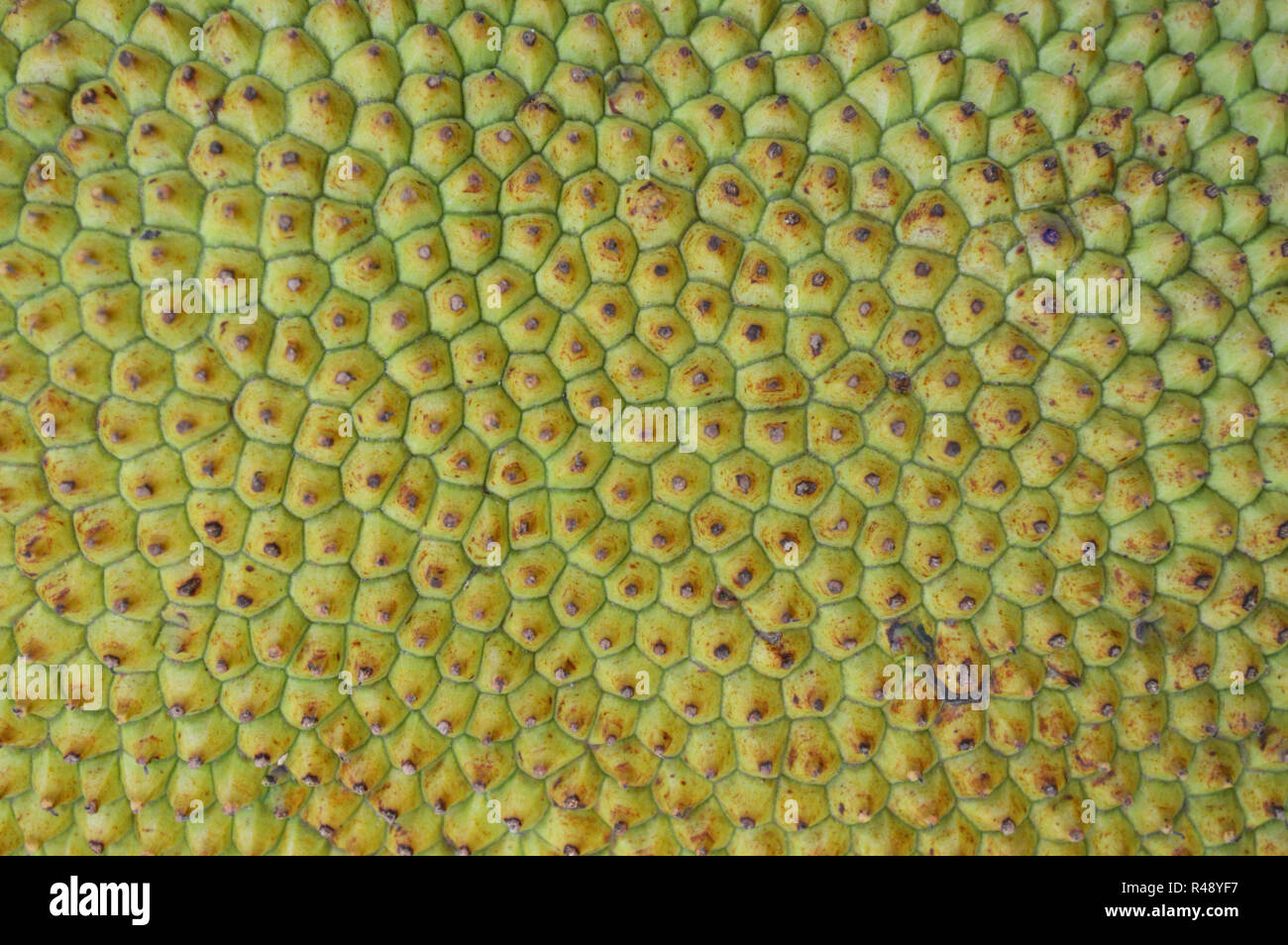 jackfruit background / green skin jackfruit texture background / close ...