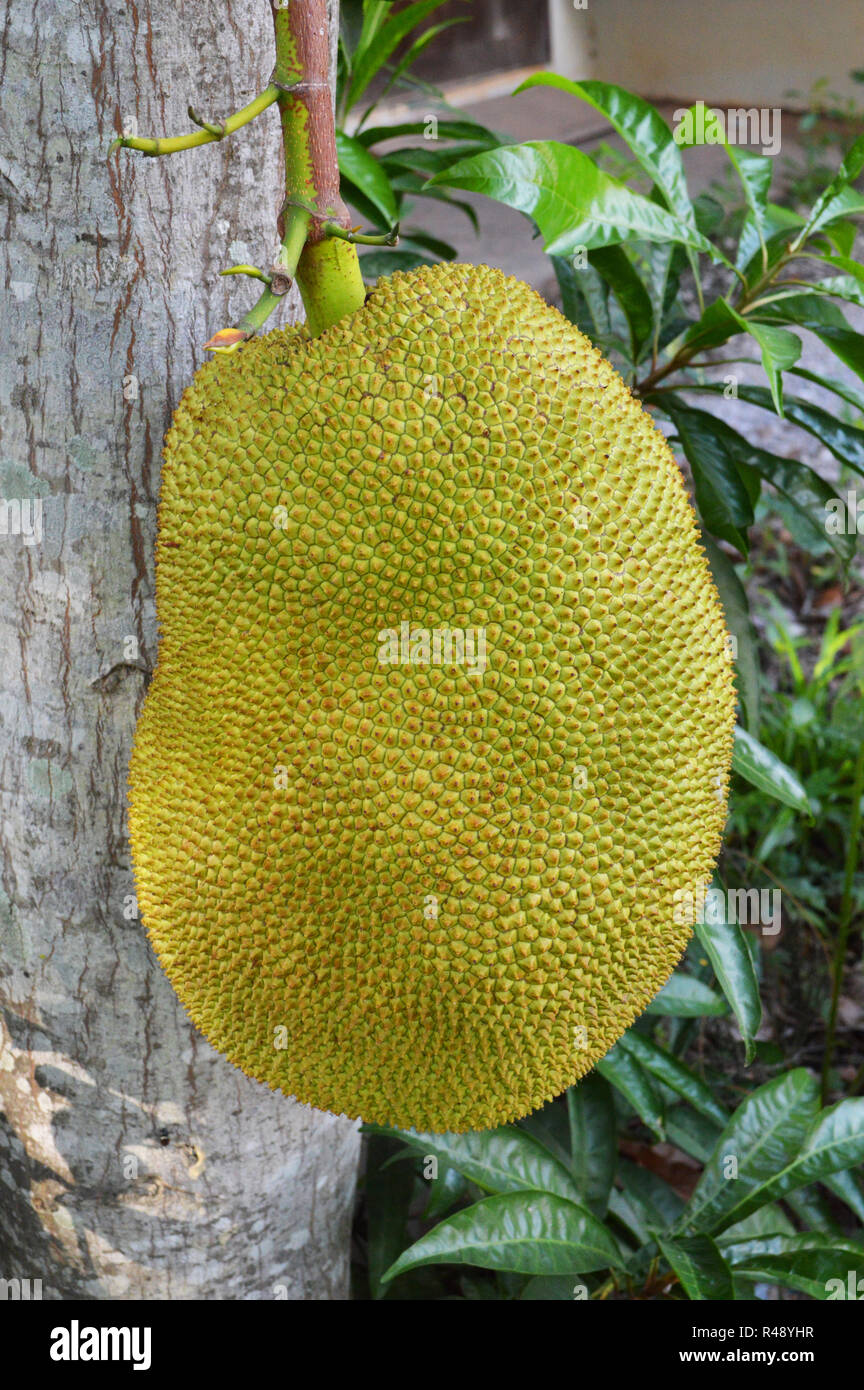 Jackfruits and banana tree hi-res stock photography and images - Alamy