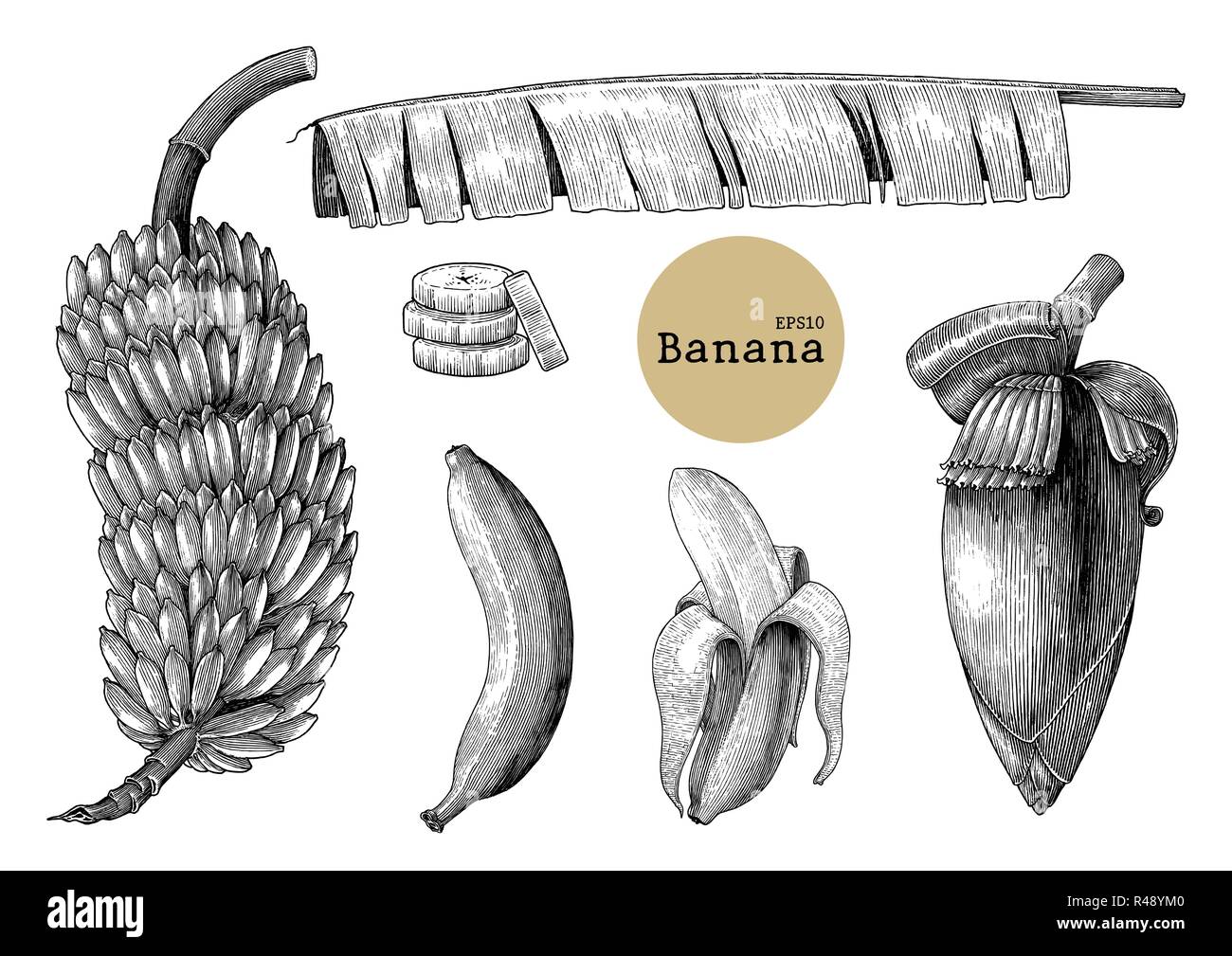 Banana collection sets hand drawing vintage engraving illustration ...
