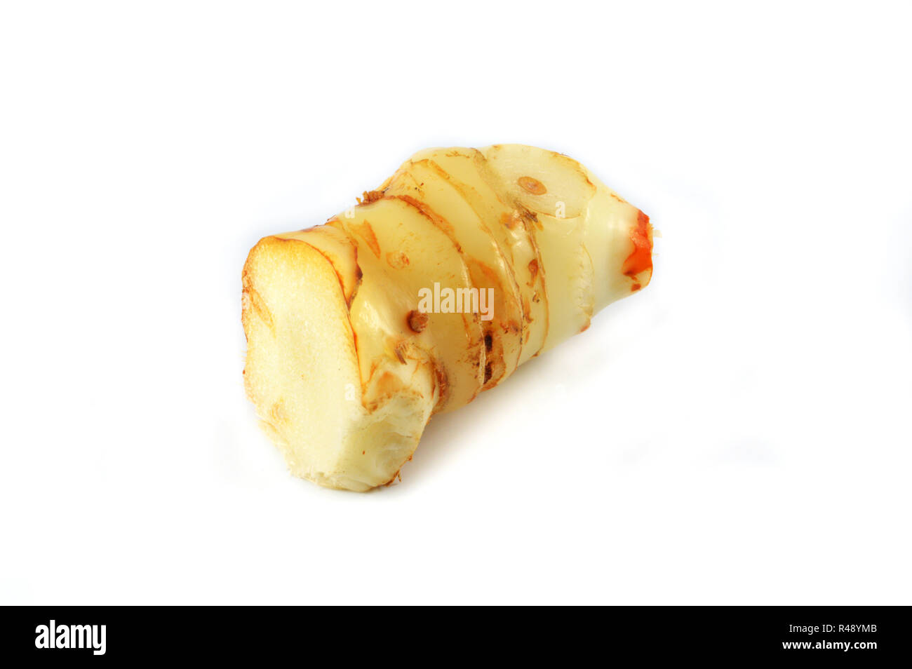 fresh galangal isolated / herb of young galangal ingredients important ...