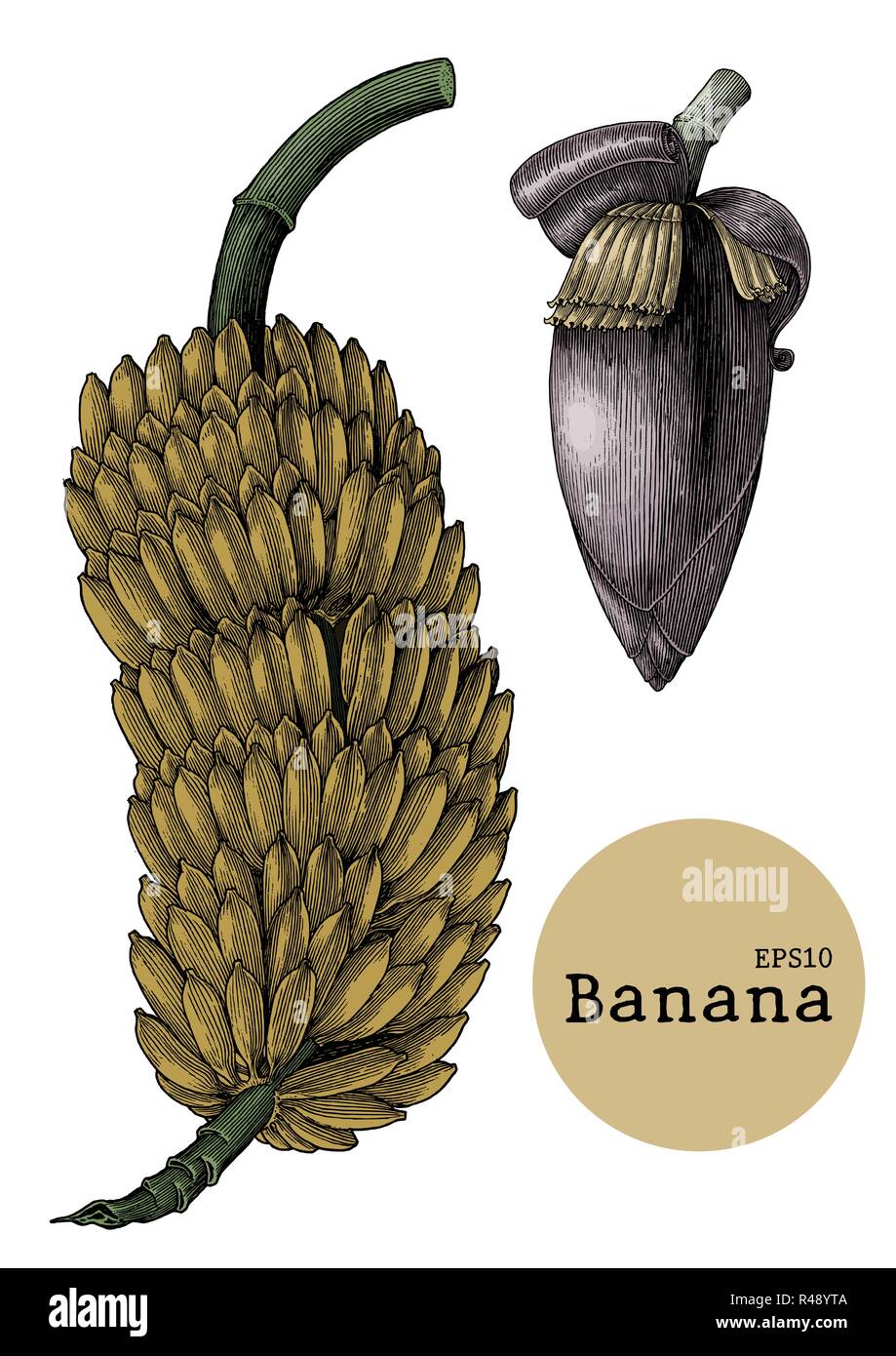 Banana collection sets hand drawing vintage engraving illustration ...