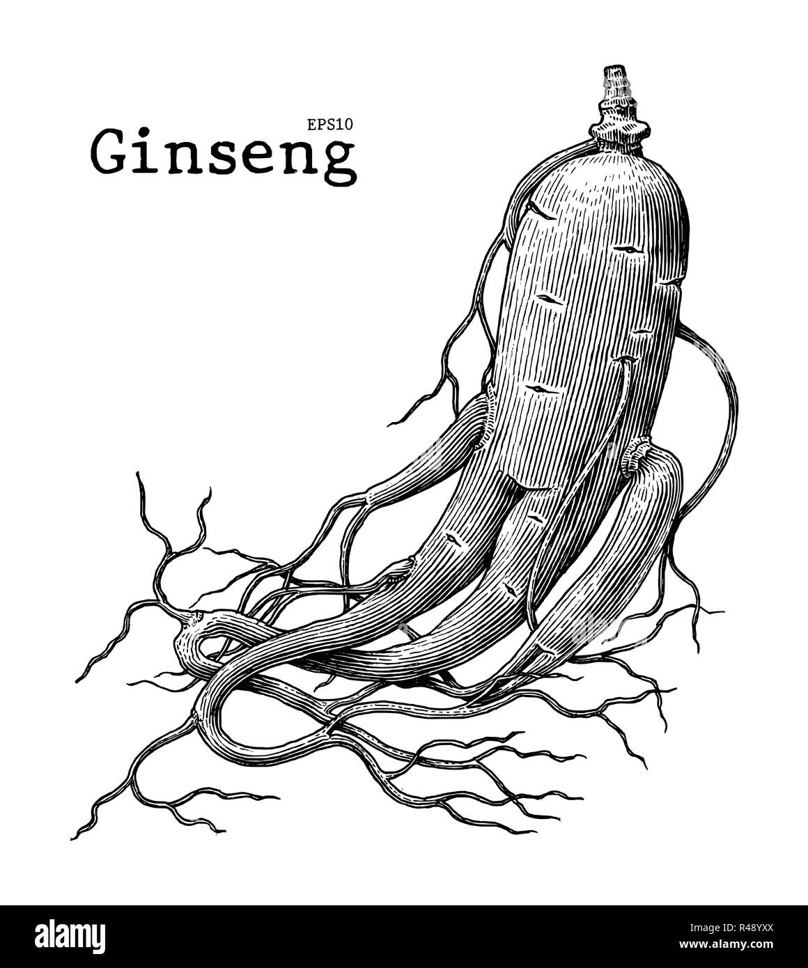 Ginseng hand drawing vintage engraving illustration Stock Vector Image ...