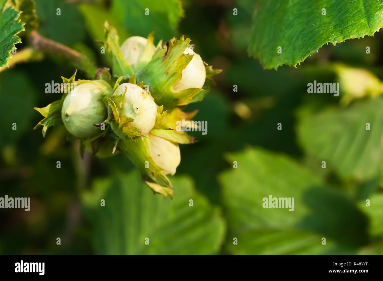 hazelnuts - european hazel (corylus avellana Stock Photo - Alamy
