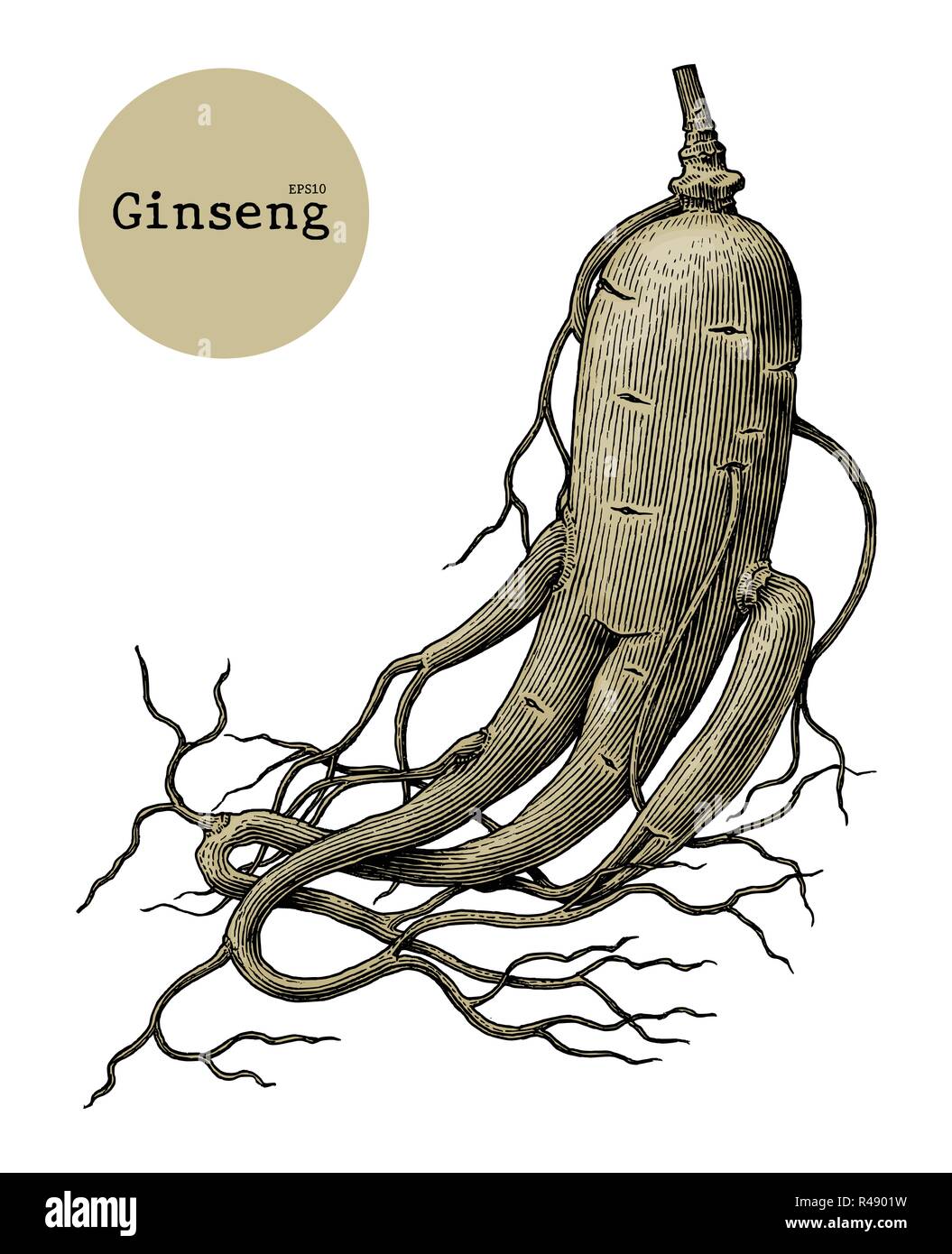 Ginseng vector vectors hi-res stock photography and images - Alamy