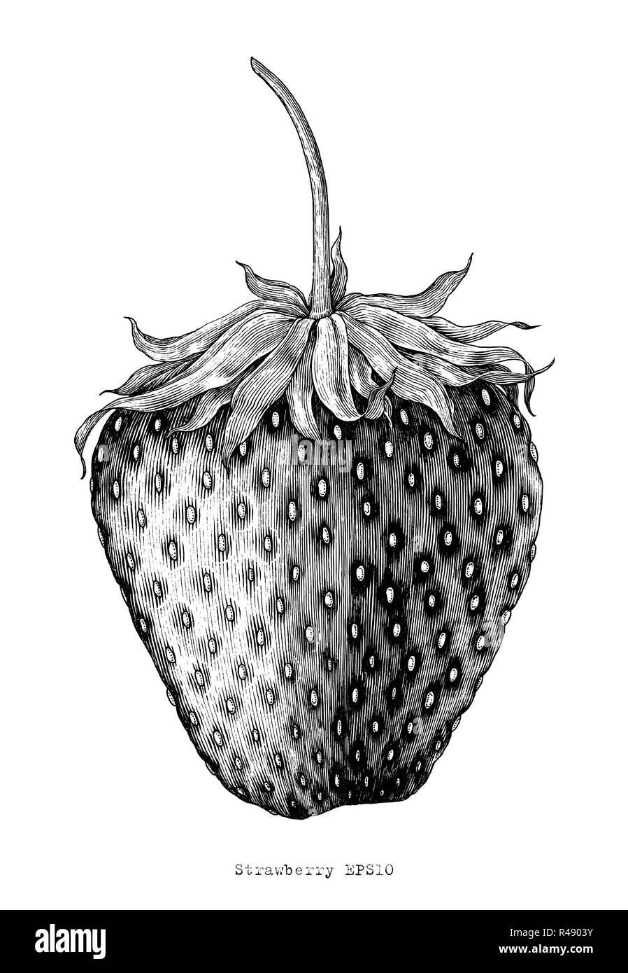 Strawberry hand drawing vintage engraving illustration style Stock ...