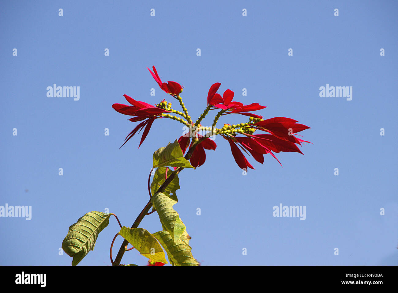 Vivid red crest hi-res stock photography and images - Alamy