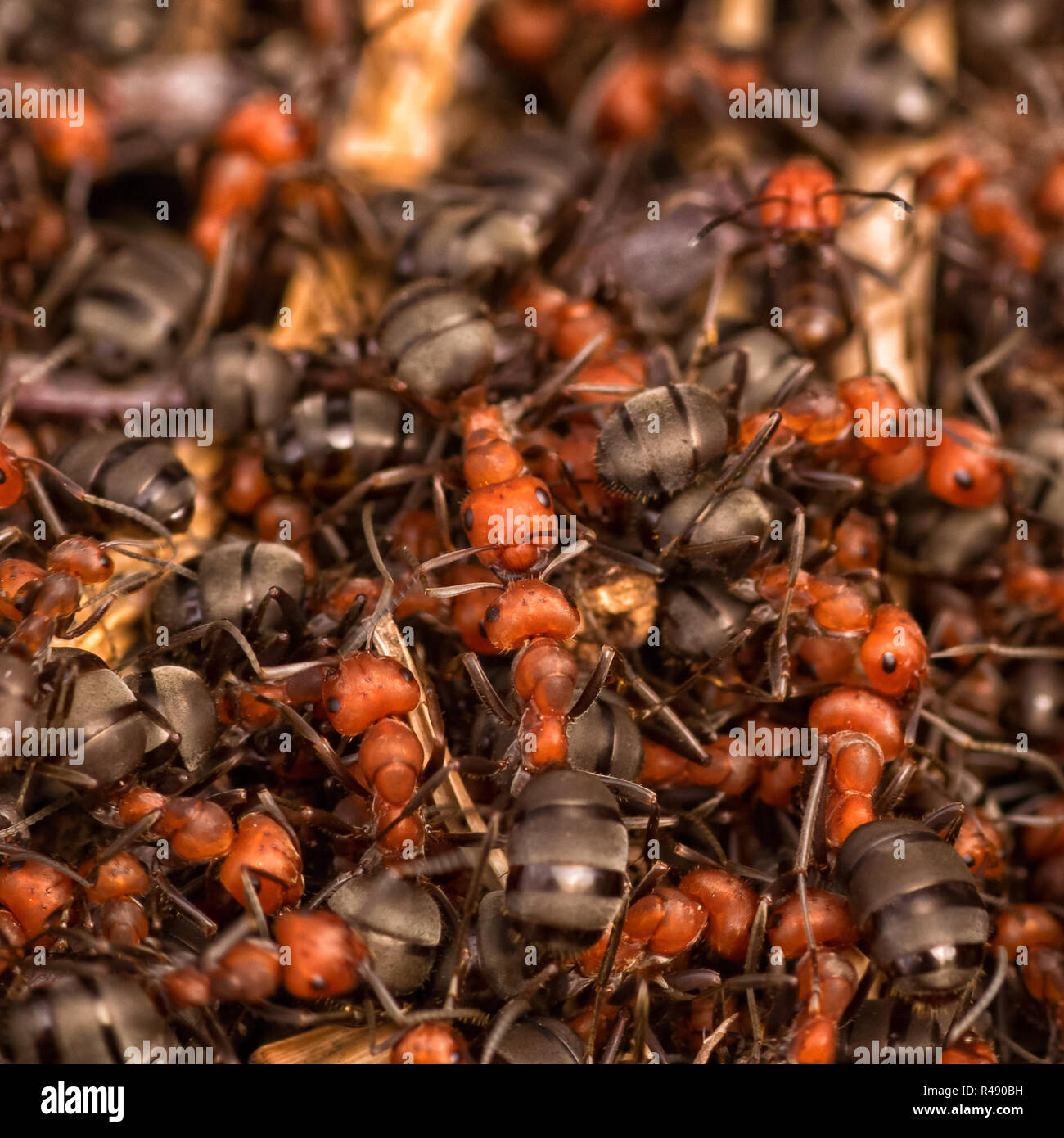 Formica rubicunda hi-res stock photography and images - Alamy