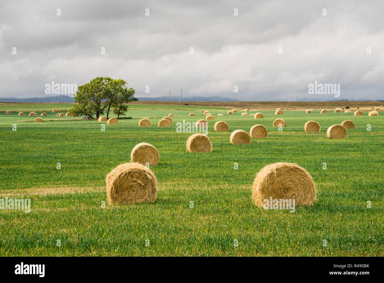 Hay Bale Landscape Stock Photo - Alamy