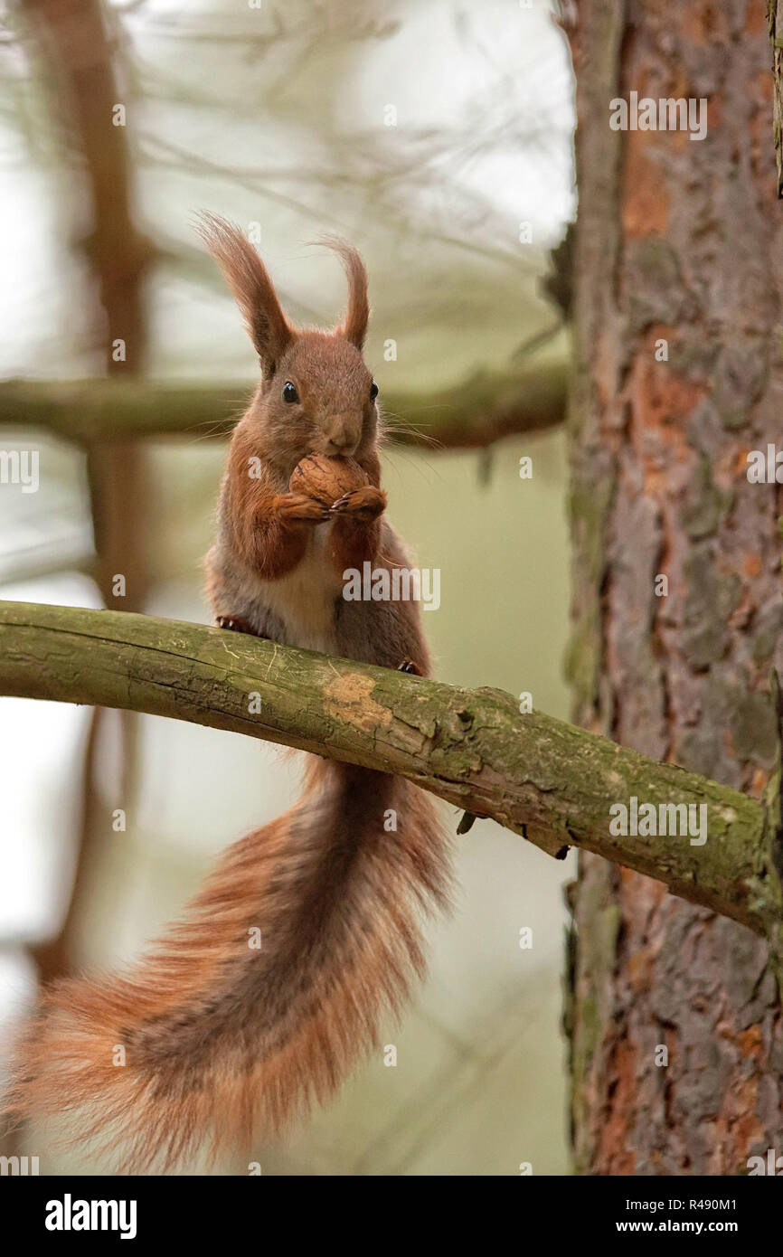 Red squirrel in the forest Stock Photo - Alamy