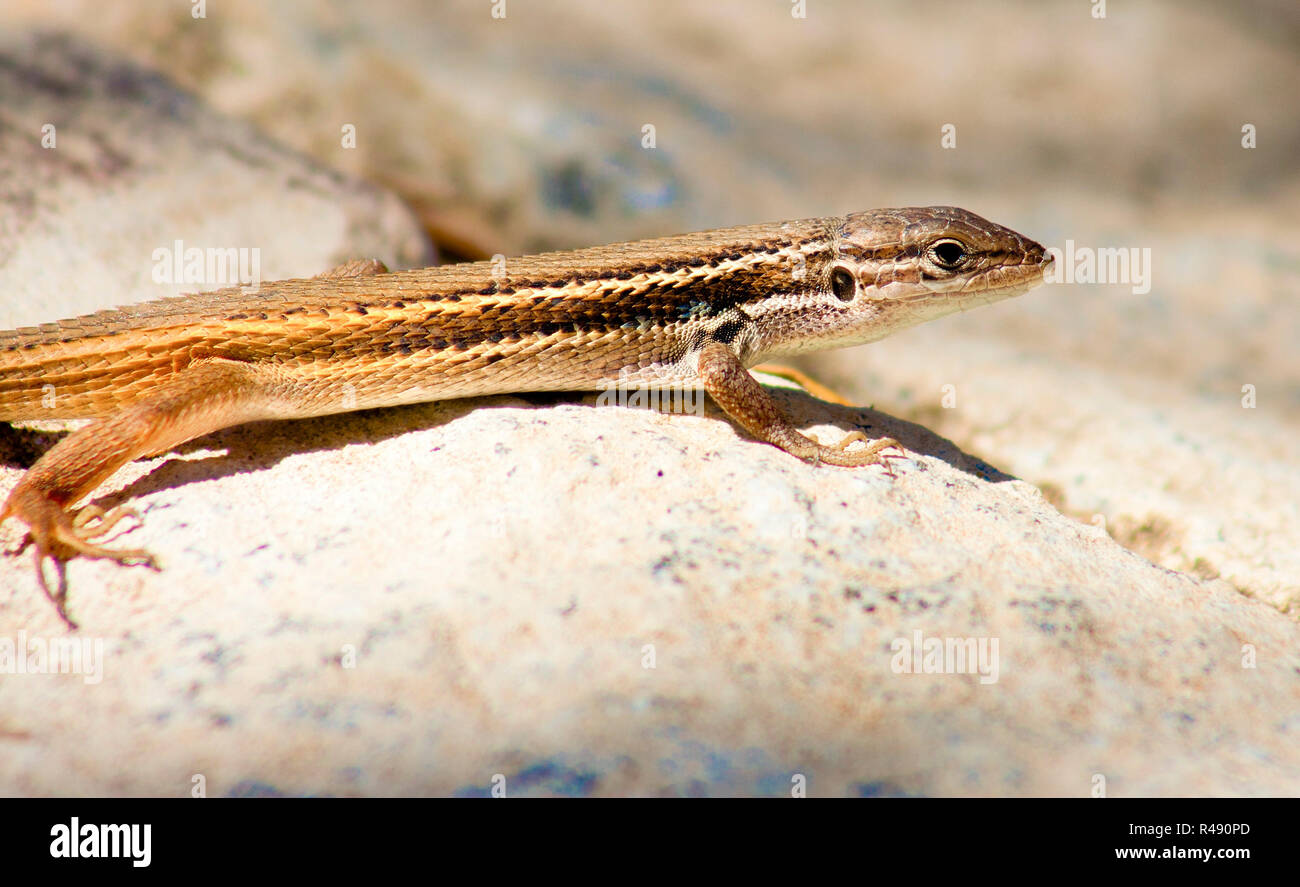 Iberian Wall Lizard Stock Photo - Alamy