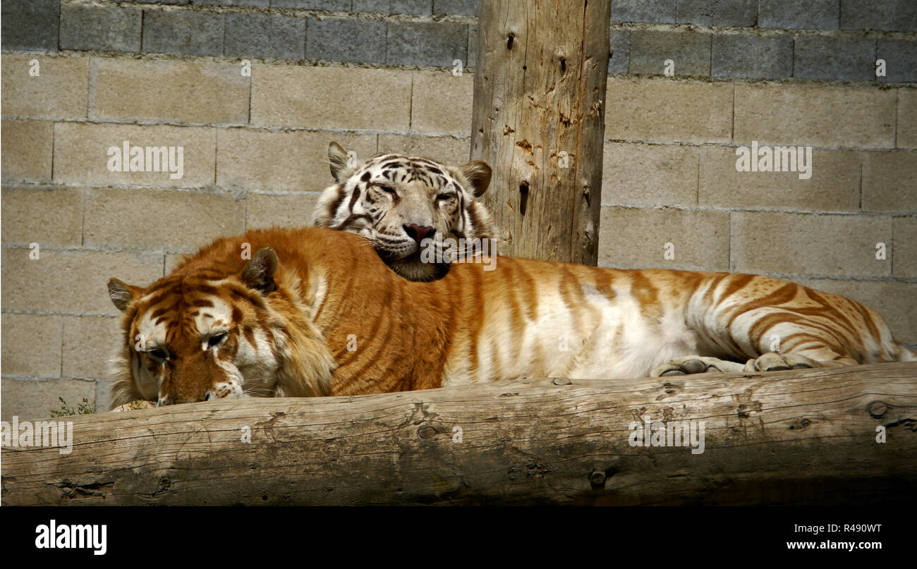 two dozing tigers Stock Photo - Alamy