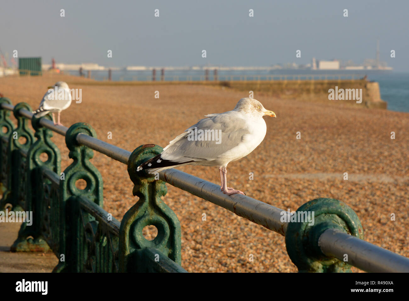 Seagull on Brighton Seafront, England Stock Photo - Alamy