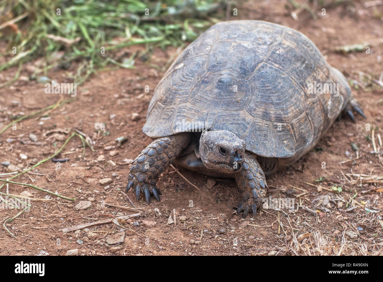 Turtle on the land Stock Photo - Alamy