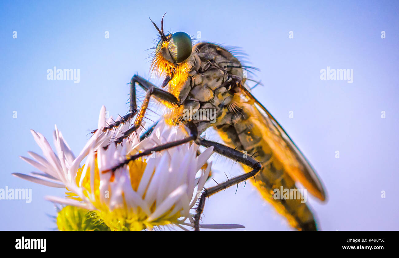 Blind insect hi-res stock photography and images - Alamy