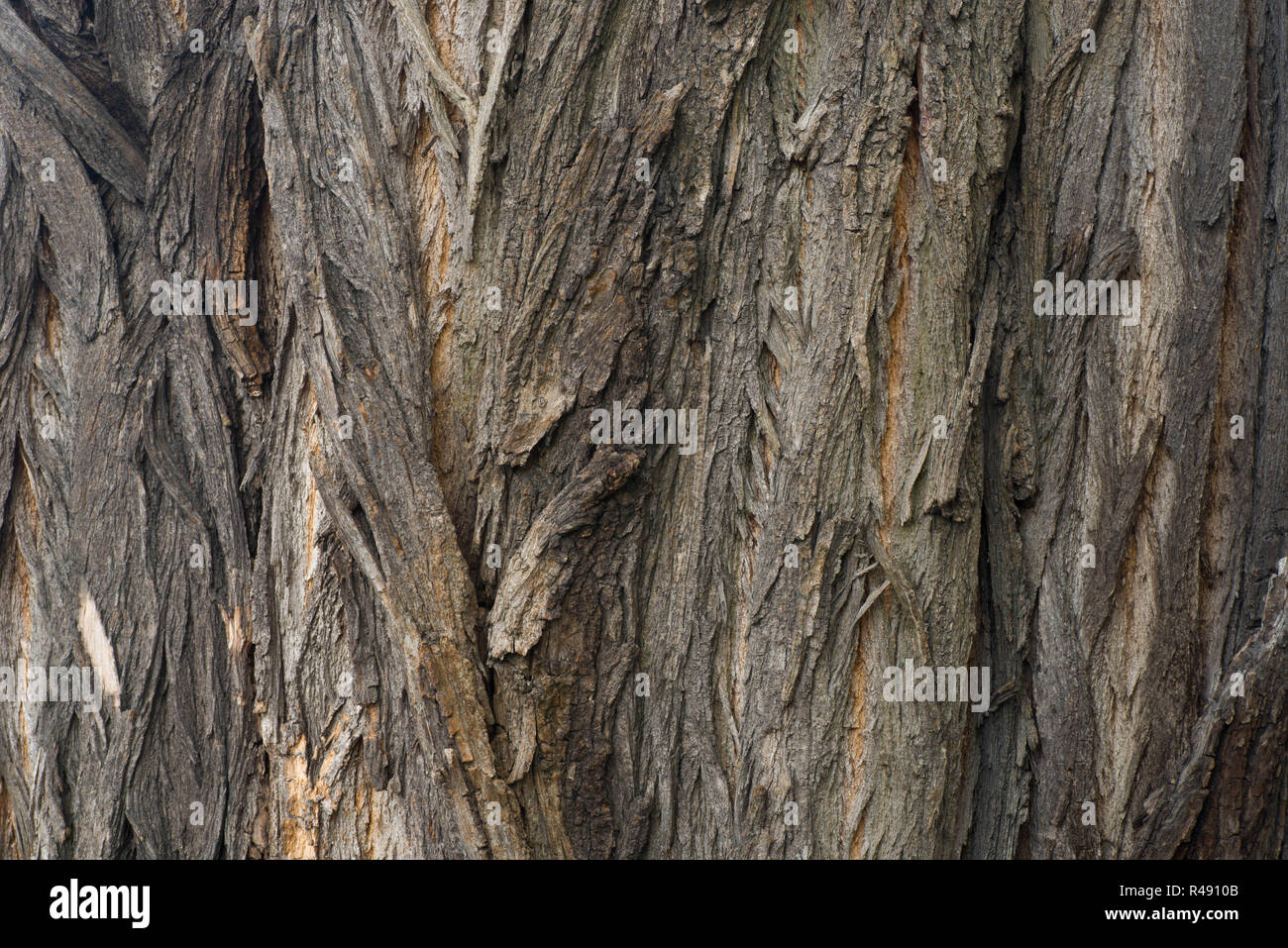 robinia tree bark tecture bakground macro Stock Photo - Alamy