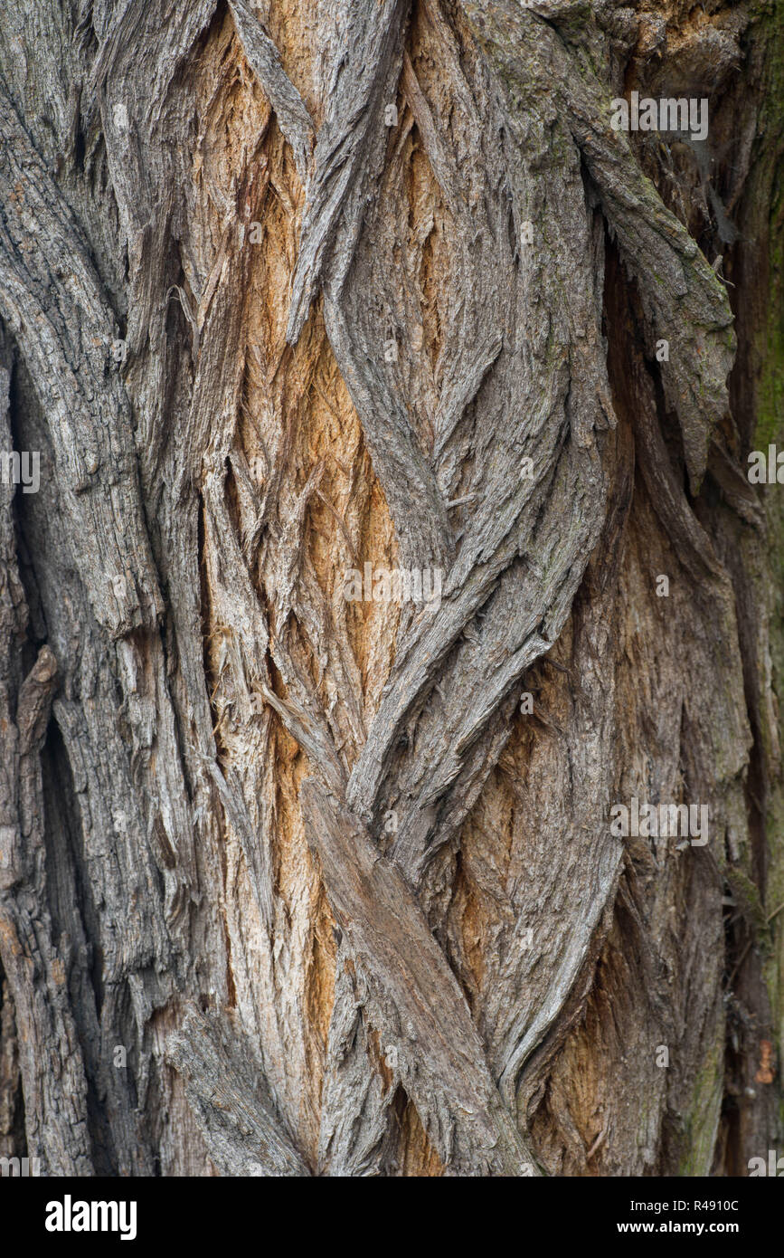 Robinia wood texture hi-res stock photography and images - Alamy