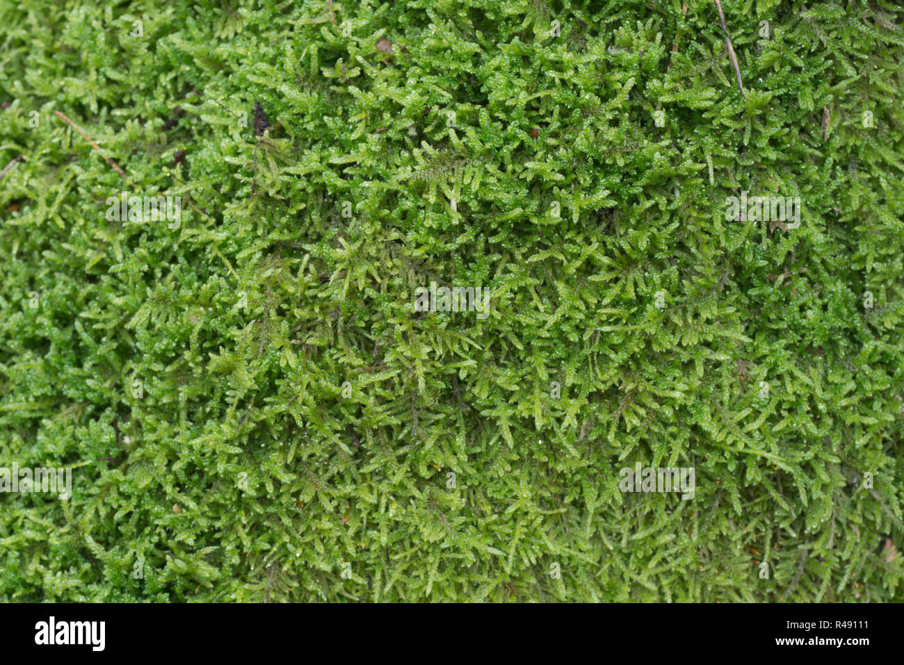 Texture moss hi-res stock photography and images - Alamy