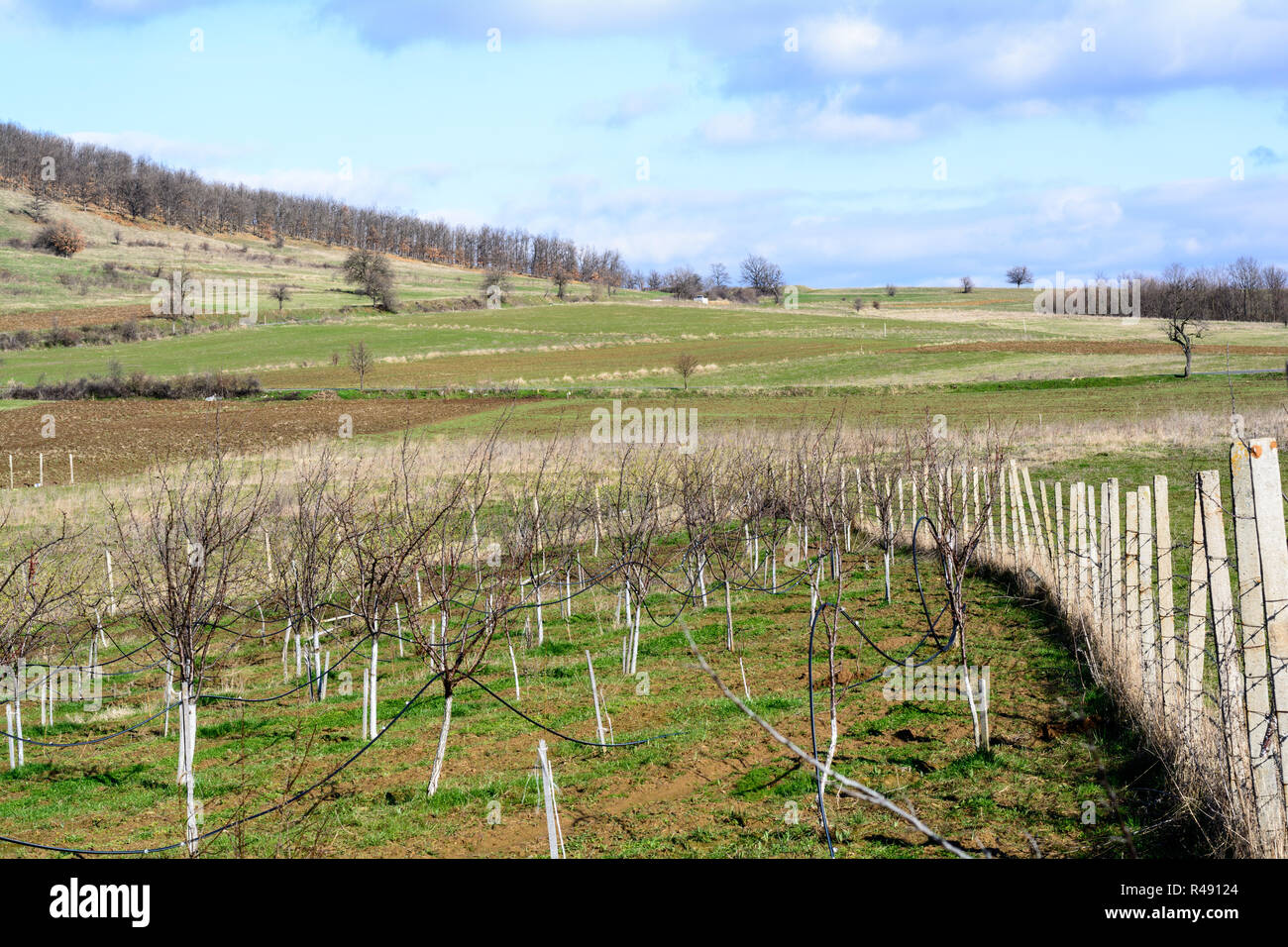 Fruit enclosed by leaves hi-res stock photography and images - Alamy