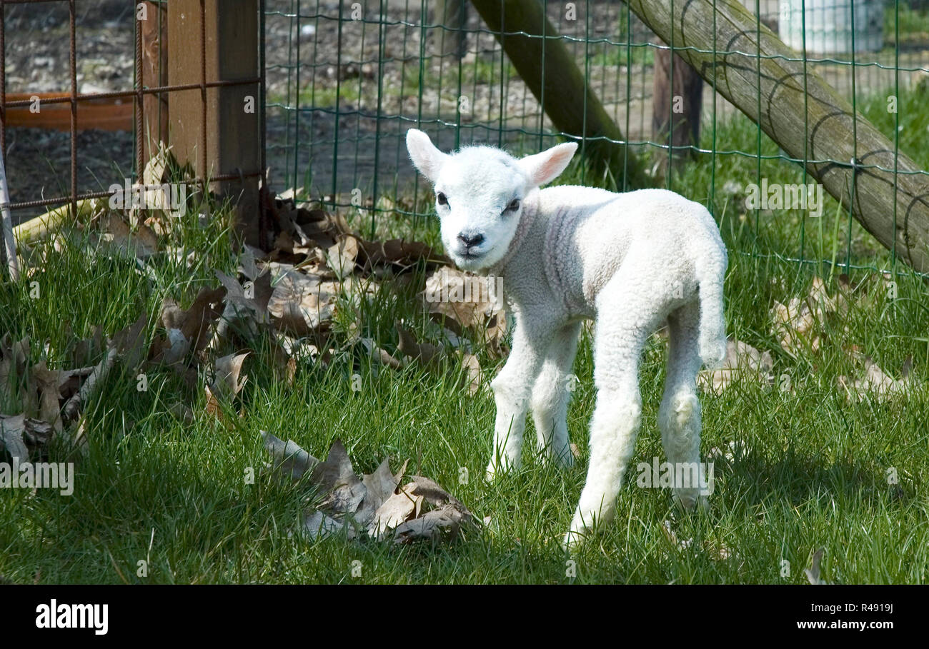 Cute bouncing lamb hi-res stock photography and images - Alamy