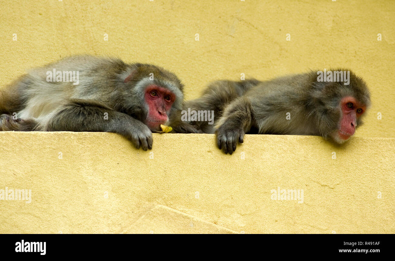 Two monkeys hands hi-res stock photography and images - Alamy