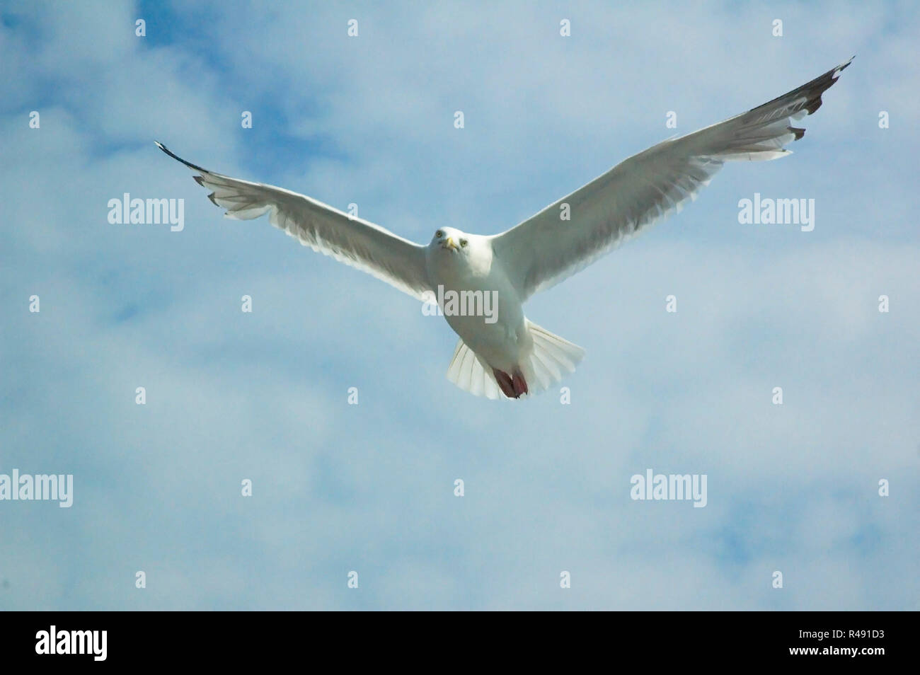 Fat seagull hi-res stock photography and images - Alamy
