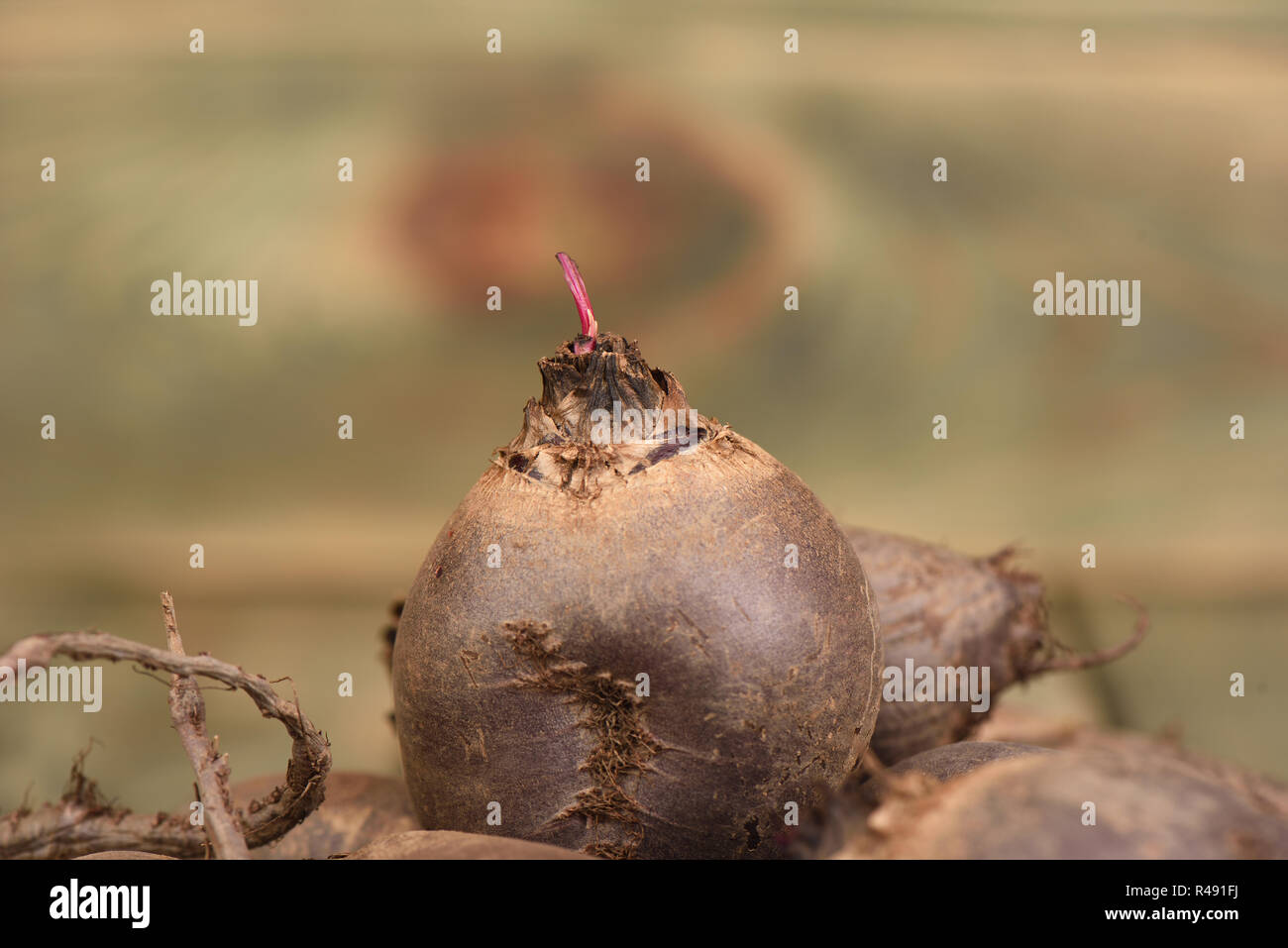 New beet sprout close up. Rustic style Stock Photo - Alamy
