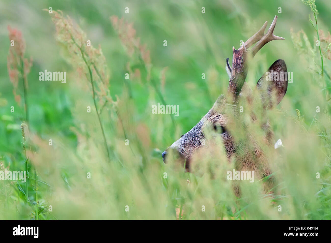 Buck deer hidden in the grass Stock Photo - Alamy