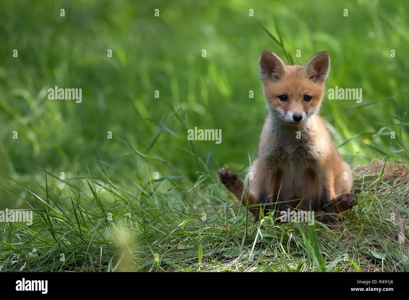 Fox in the wild Stock Photo - Alamy