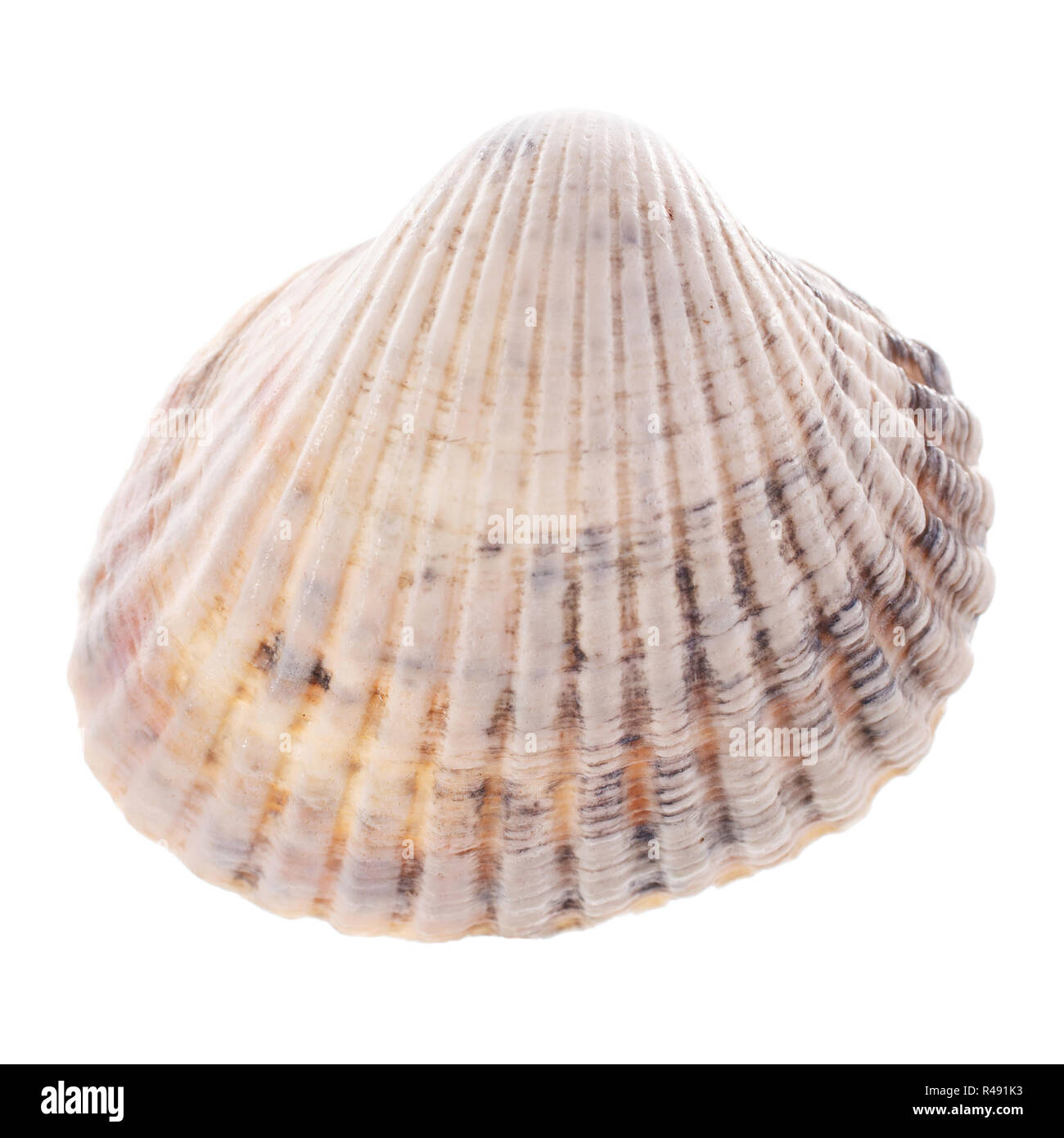Sea shell isolated on white background Stock Photo - Alamy