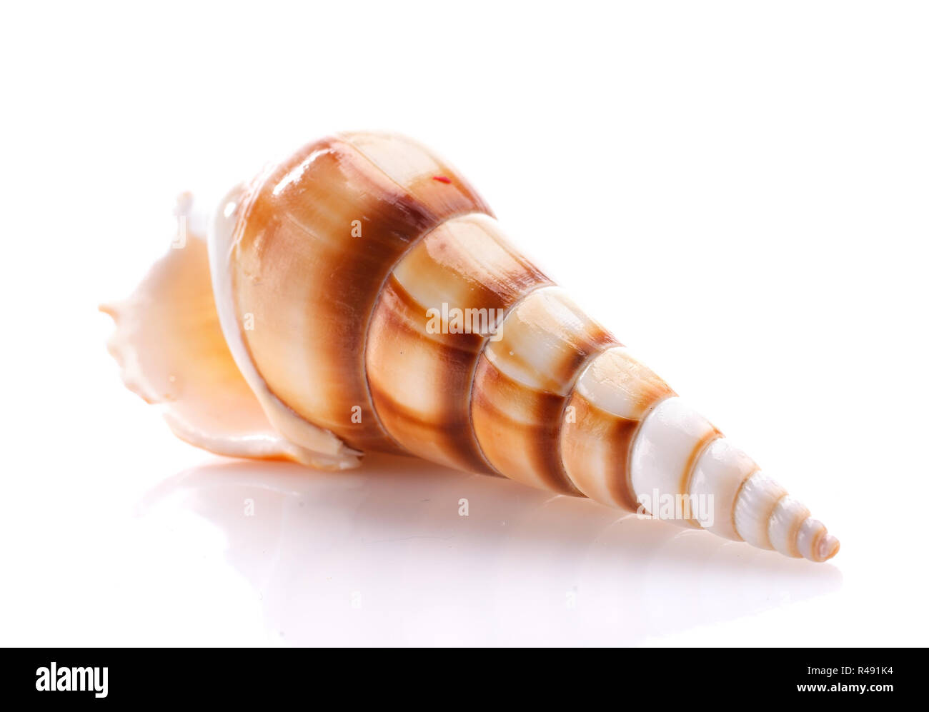 Sea shell isolated on white background Stock Photo - Alamy