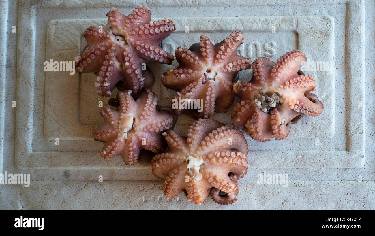 Fresh octopus ready to be cooked on the caribbean Playa Cholon, Isla ...