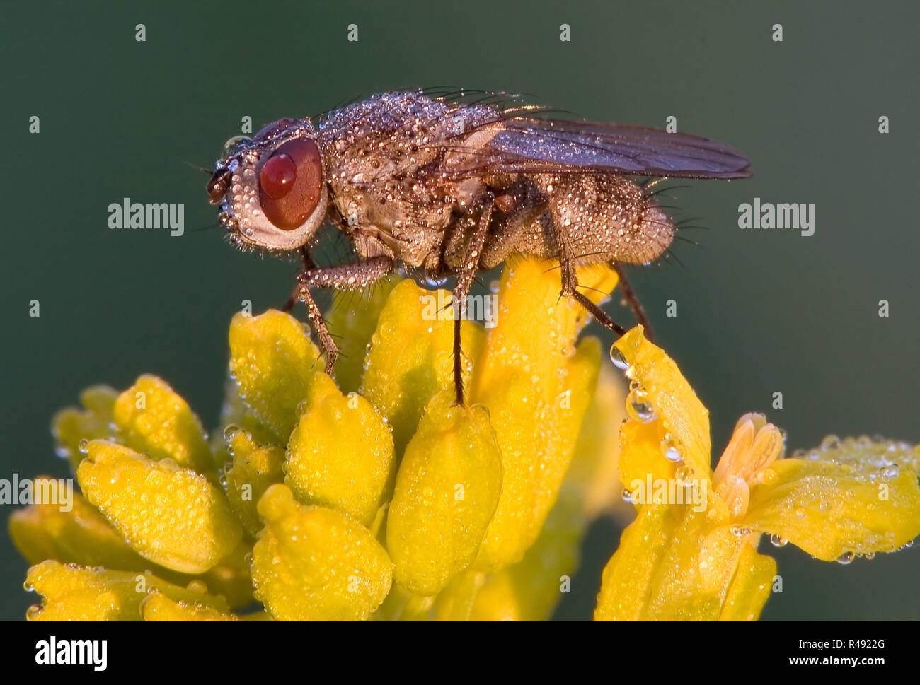 Fly in the morning light Stock Photo - Alamy