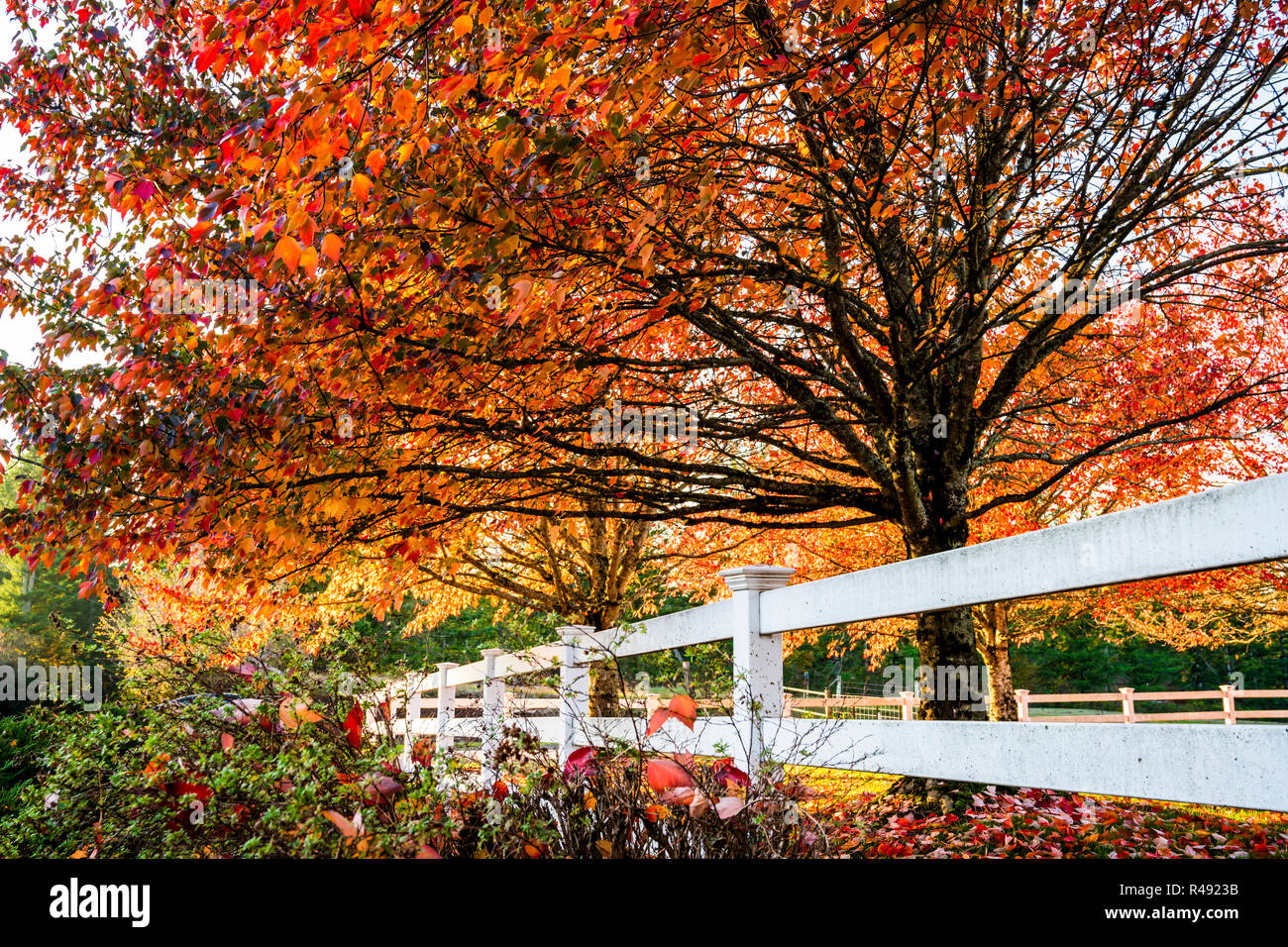 Maples with leaves painted red in autumn as a symbol of a past life ...