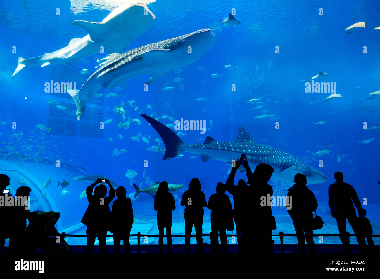 Okinawa Churaumi Aquarium Stock Photo - Alamy