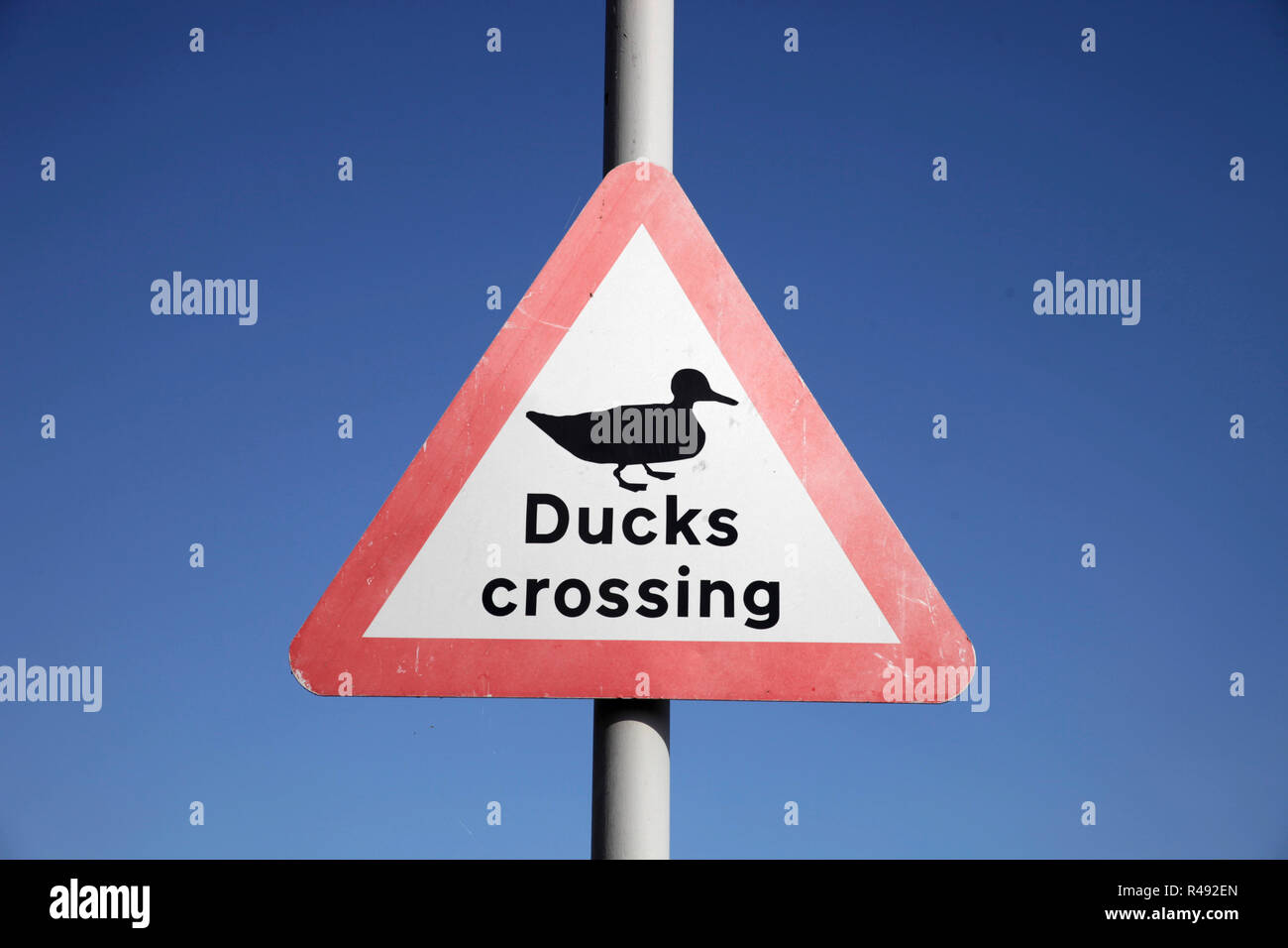 Sign Ducks Crossing Stock Photo - Alamy