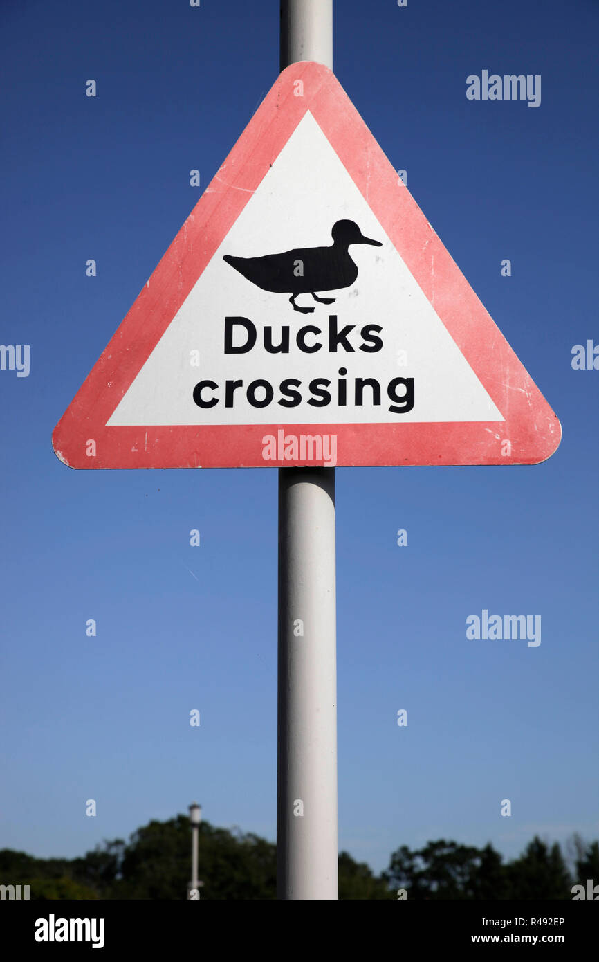 Sign Ducks Crossing Stock Photo - Alamy