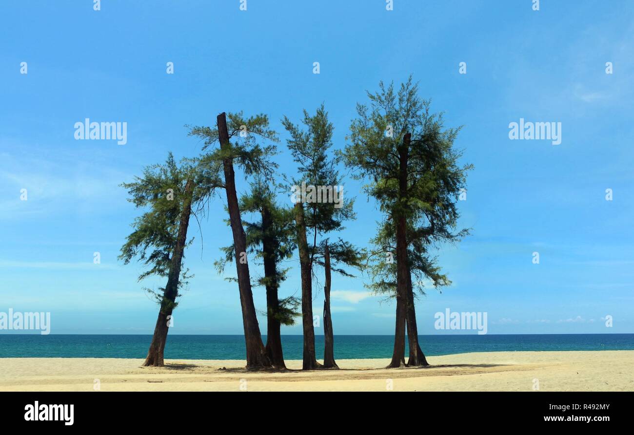 Trees at the beach Stock Photo - Alamy