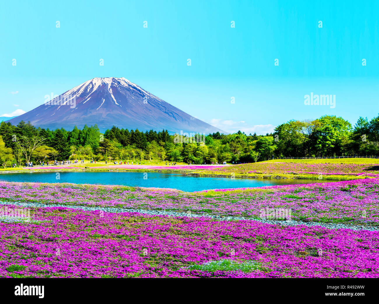 Mount fuji shibazakura festival hi-res stock photography and images - Alamy