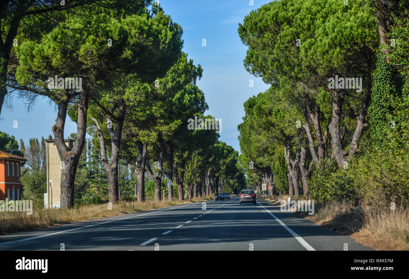 Pisa, Italy - Oct 18, 2018. Street with pine trees in Pisa, Italy. Pisa ...