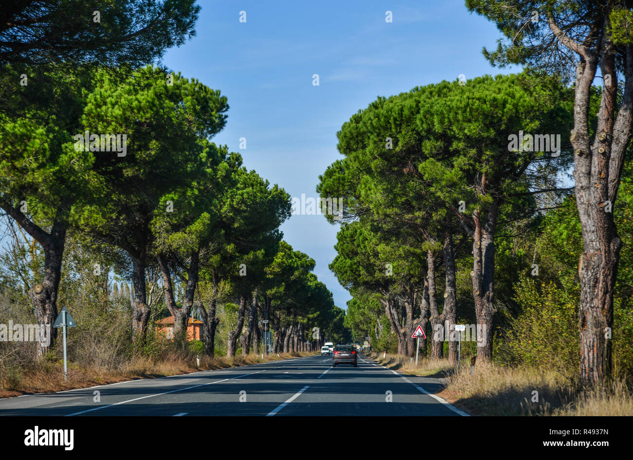 Pisa, Italy - Oct 18, 2018. Street with pine trees in Pisa, Italy. Pisa ...