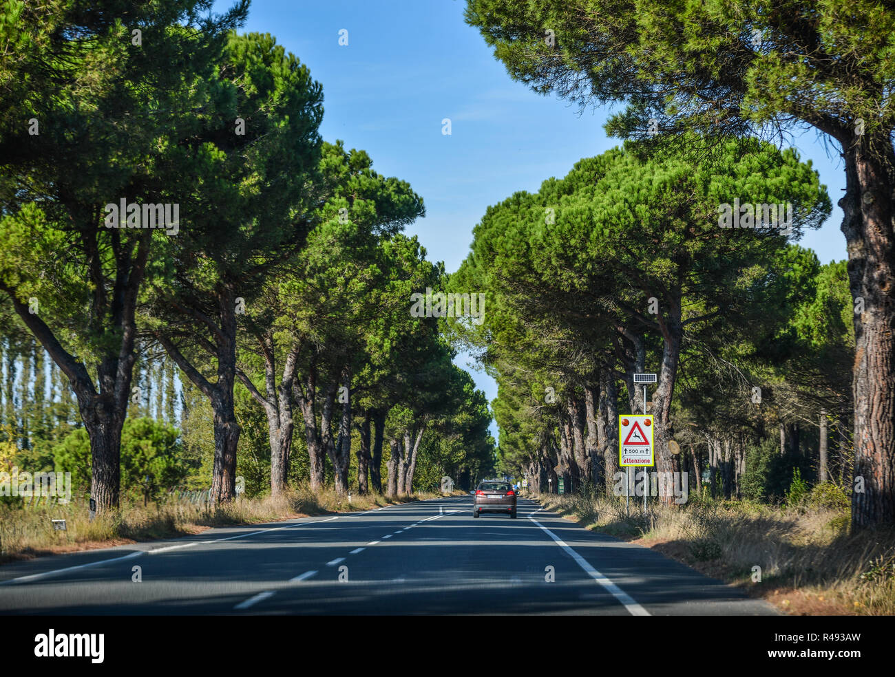 Pisa, Italy - Oct 18, 2018. Street with pine trees in Pisa, Italy. Pisa ...