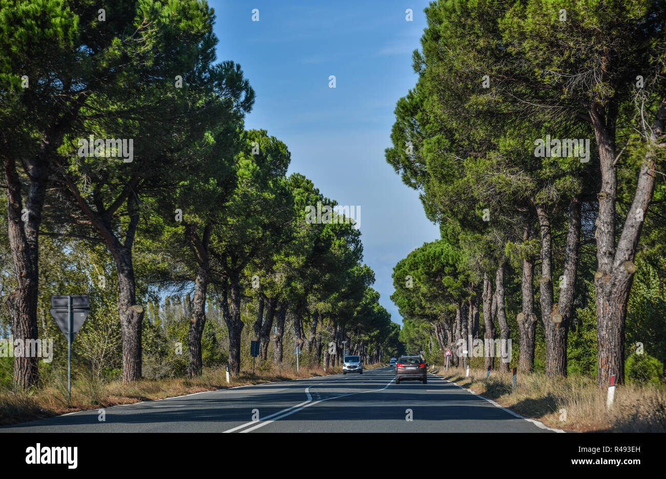 Pisa, Italy - Oct 18, 2018. Street with pine trees in Pisa, Italy. Pisa ...