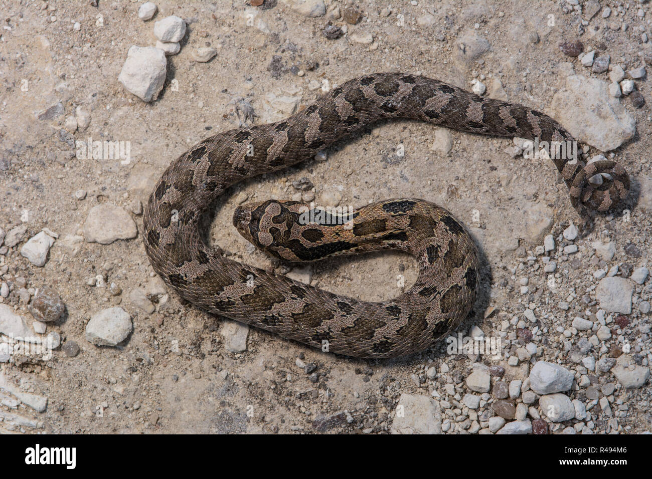 Eastern Hog-nosed Snake (Heterodon platirhinos) from Ellis County ...