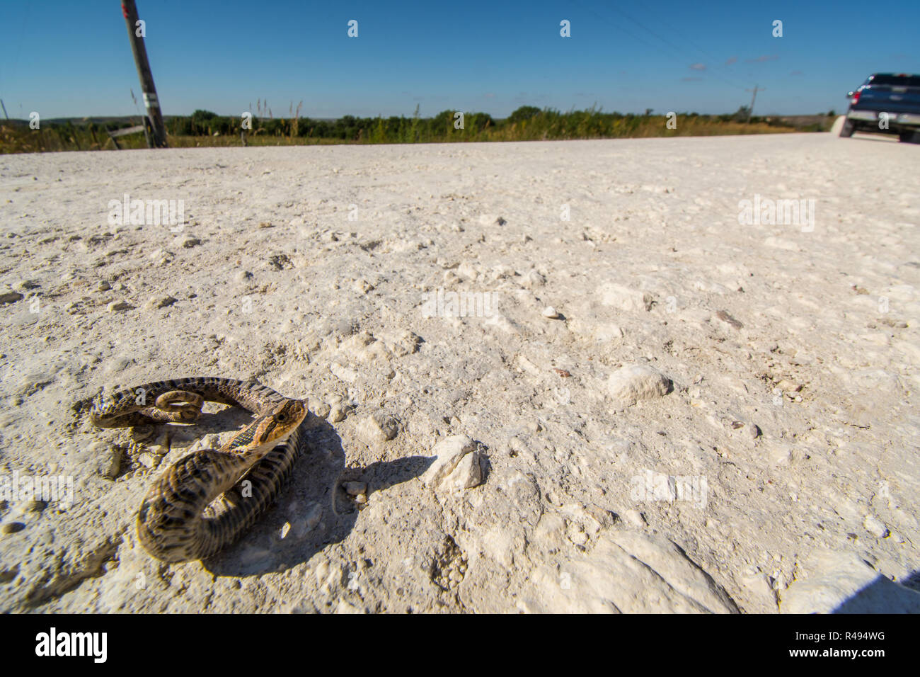Ventral scales snake hi-res stock photography and images - Alamy