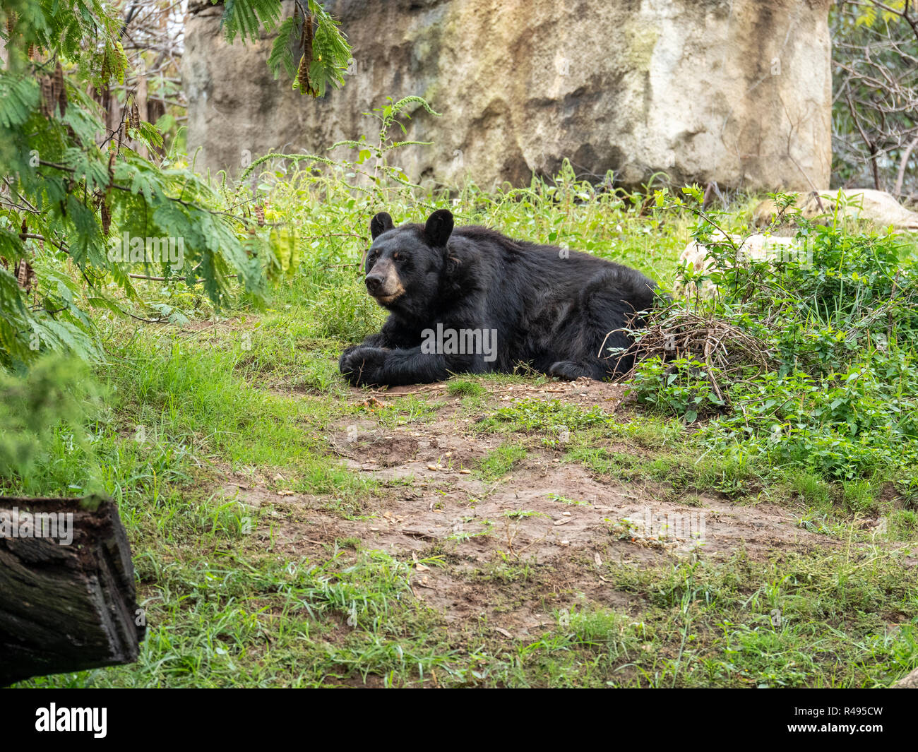 Black Bear Seating On Mud And Looking Left Stock Photo - Alamy