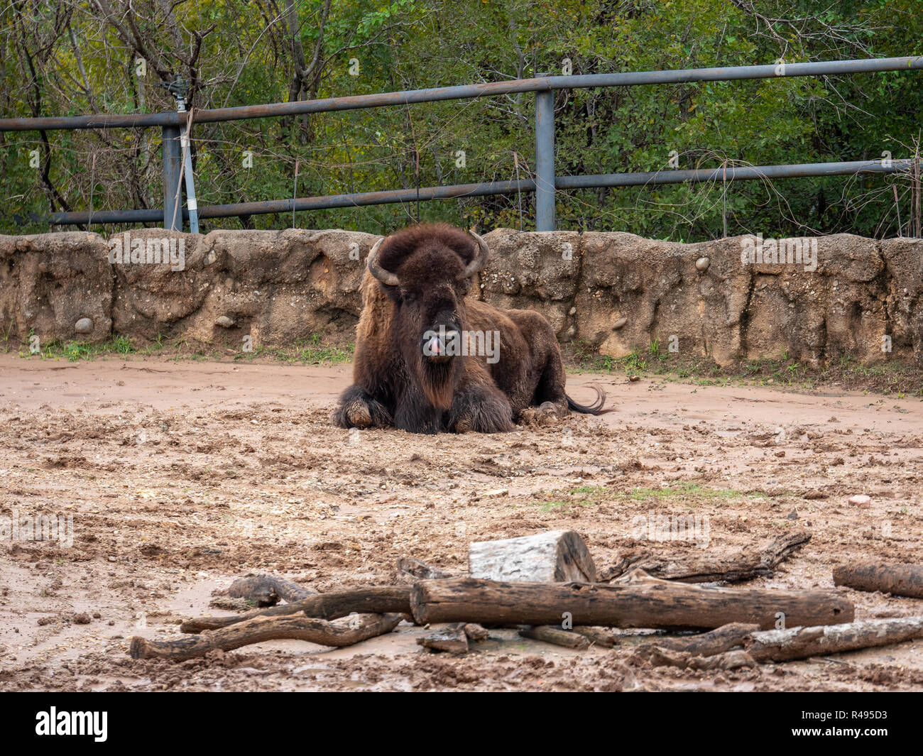 American bison bison bison mud hi-res stock photography and images - Alamy