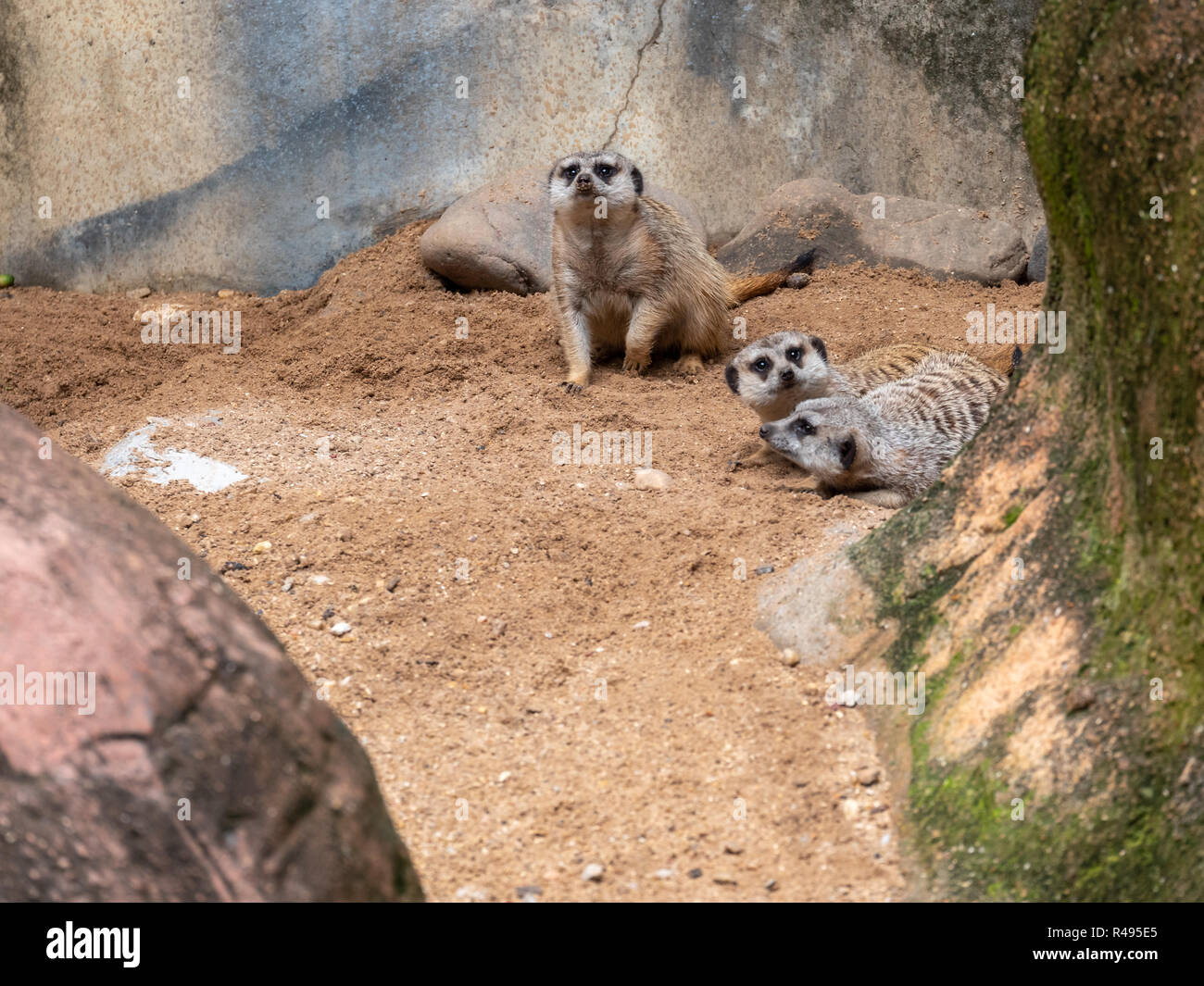 Three Small Meerkat Babies Hidding in the Corner Stock Photo - Alamy